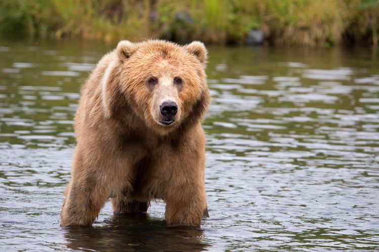 When Is Bear Hunting Season? | HuntWise