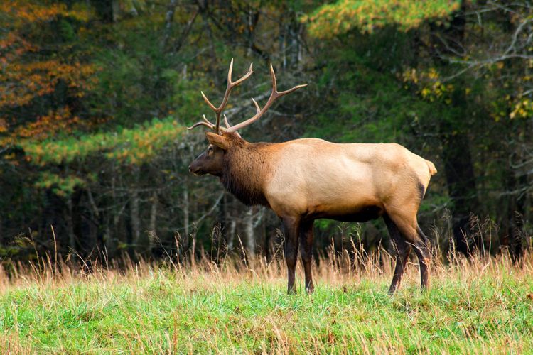 Guide to Wisconsin Hunting Seasons 2025 | HuntWise
