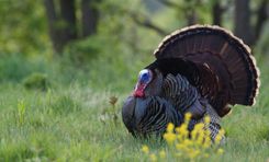 When Is Michigan Turkey Season? | HuntWise